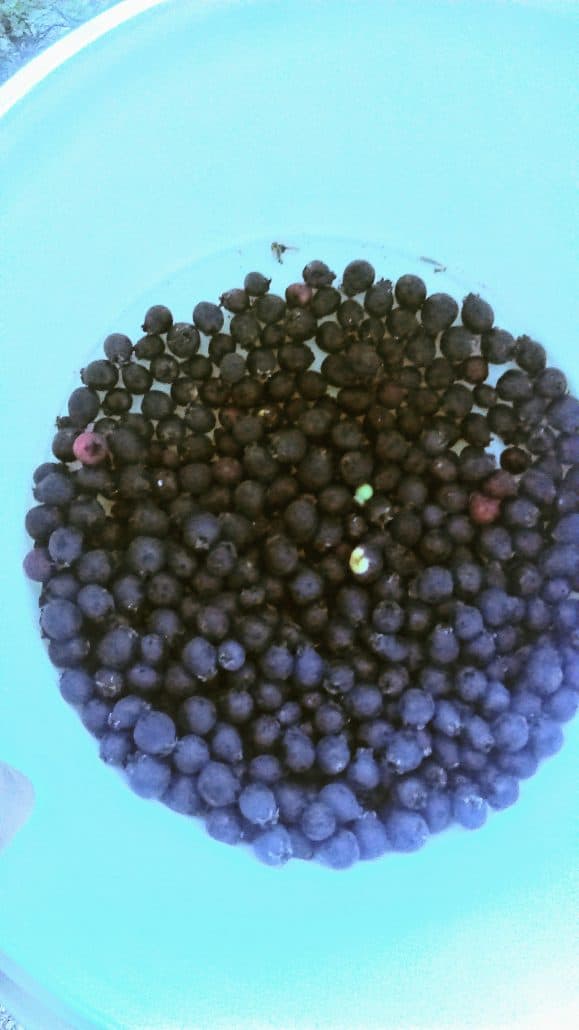 First Nations traditional foods and lodging in the Nicola Valley