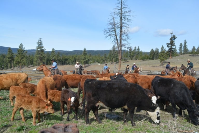 Ranching in the Nicola Valley - Branding Day - Experience Nicola Valley ...