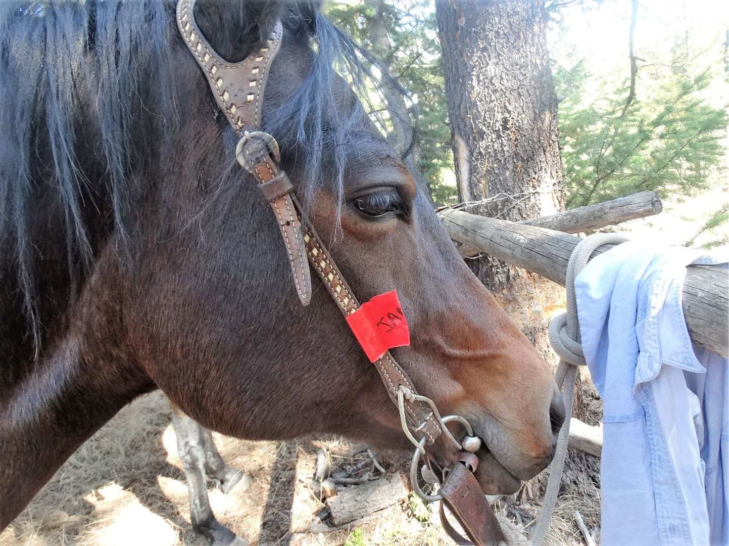 Horse Back Riding at A-P Guest Ranch Nicola Valley Merritt BC.