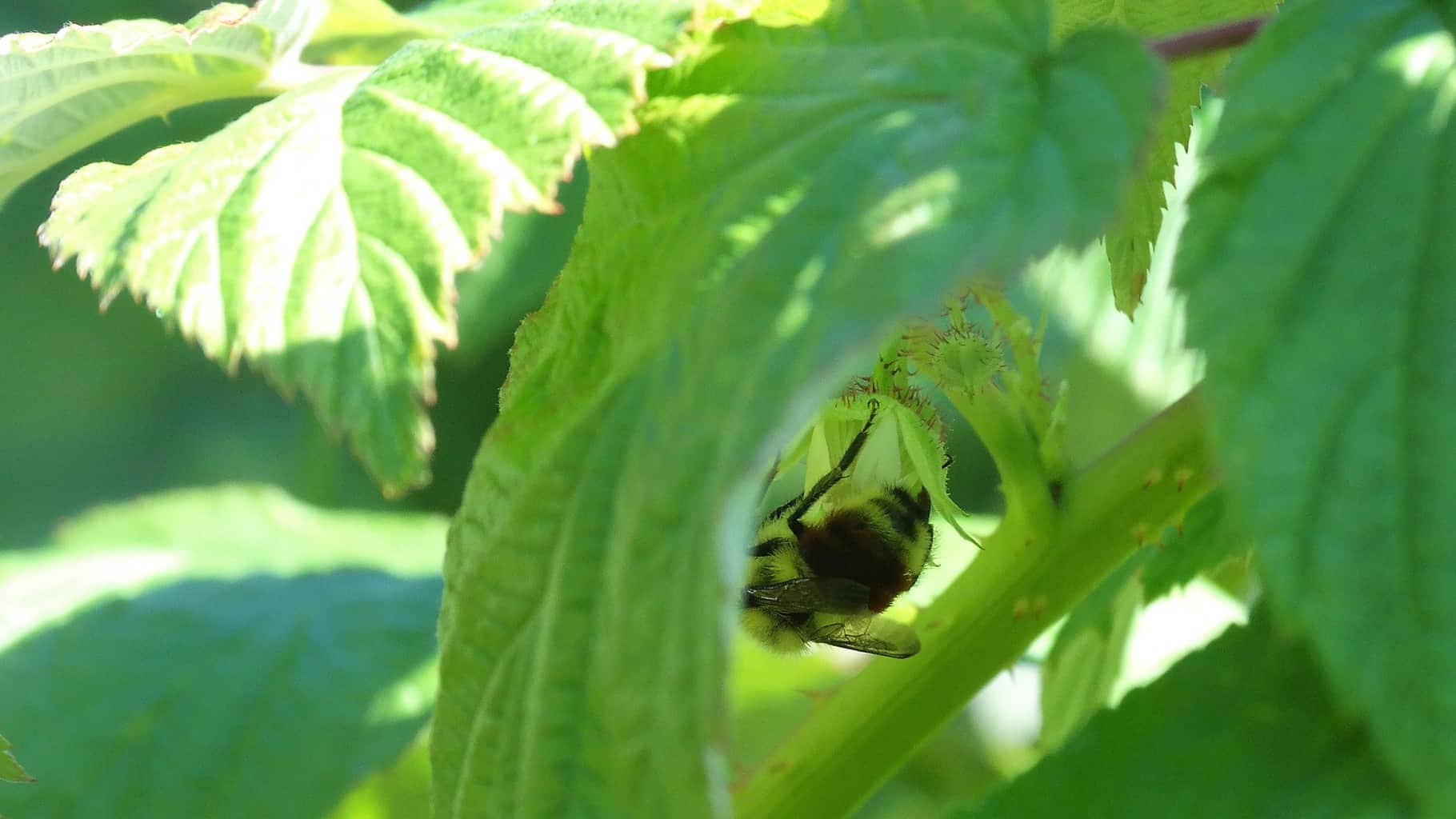 Merritt Honey and Bees in the Nicola Valley - Experience Nicola Valley ...