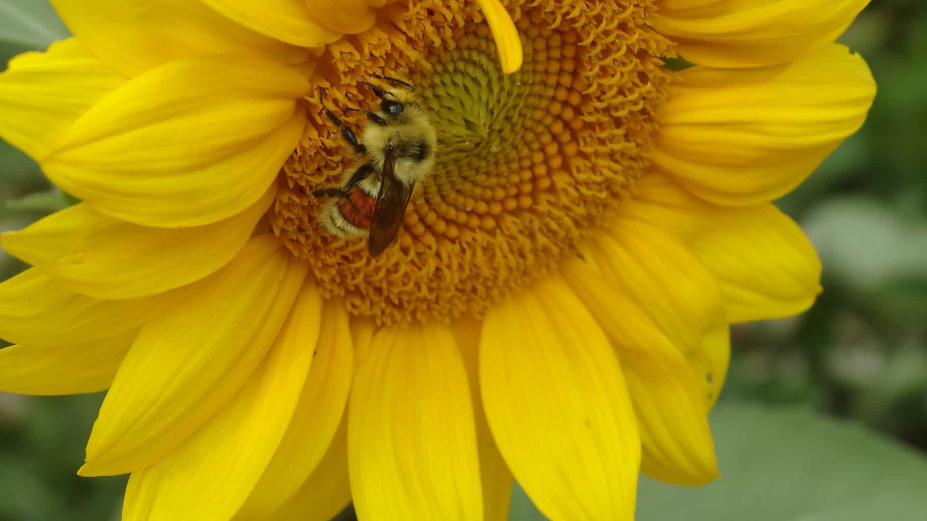 Merritt Honey and Bees in the Nicola Valley - Experience Nicola Valley ...