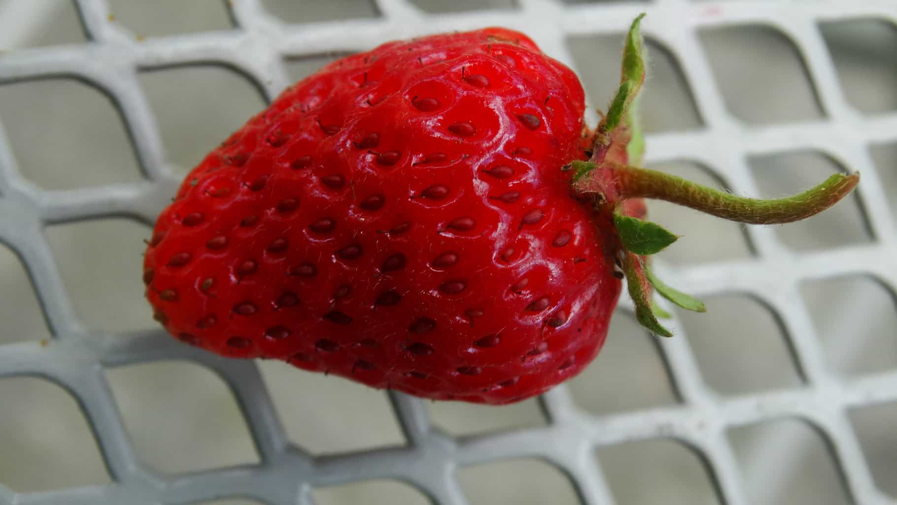 Outdoor Berry Picking Merritt BC. - Experience Nicola Valley - Merritt ...